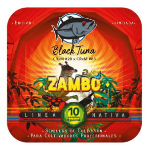 Zambo REGULAR - Juani Seeds